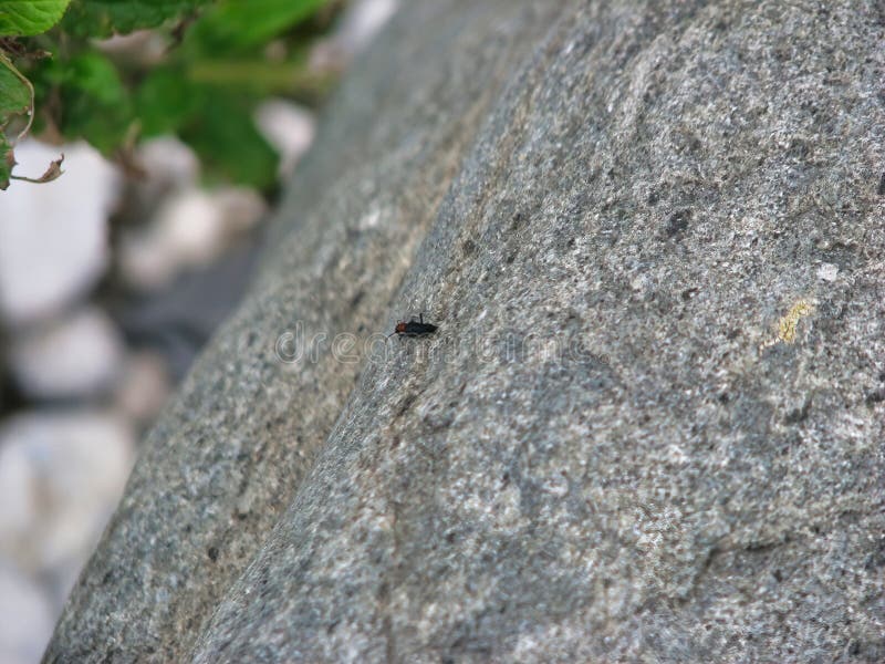 Closeup of a Tiny Insect Crawling on a Big Rock Stock Photo - Image of ...