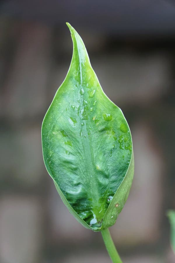 Closeup of the Tiny Leaf of Alocasia Tiny Dancer Stock Image - Image of color, fresh: 320004921