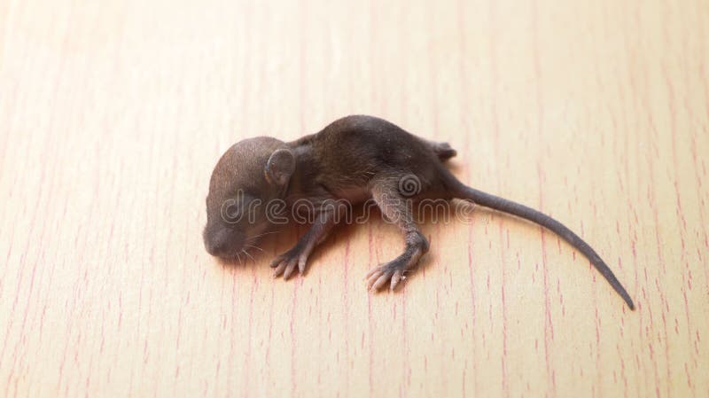 Closeup of a Tiny Mouse Sitting on the Floor in a Room Stock Image ...