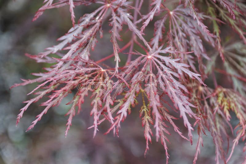 Closeup of the Tiny Red Leaves of Threadleaf Japanese Maple Inaba ...