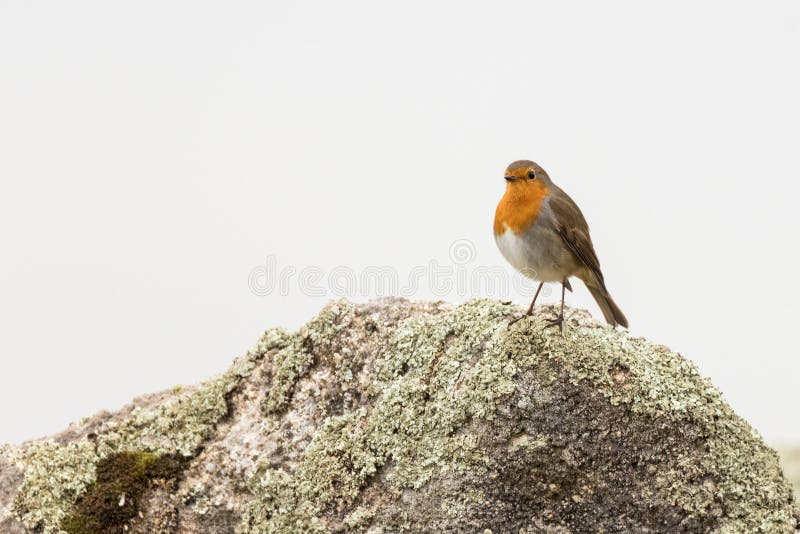 Closeup of a Tiny Robin Sitting on a Rock Stock Photo - Image of ...
