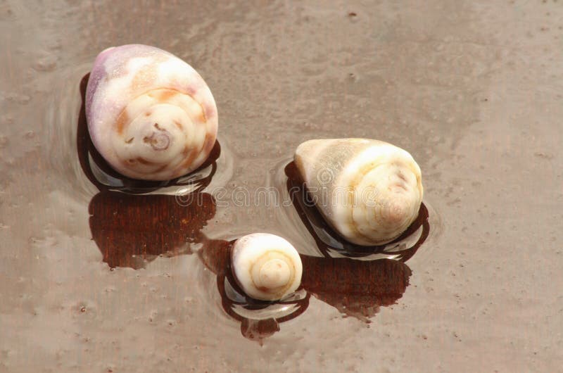 Tiny sea shells stock photo. Image of seashell, brown - 232828766