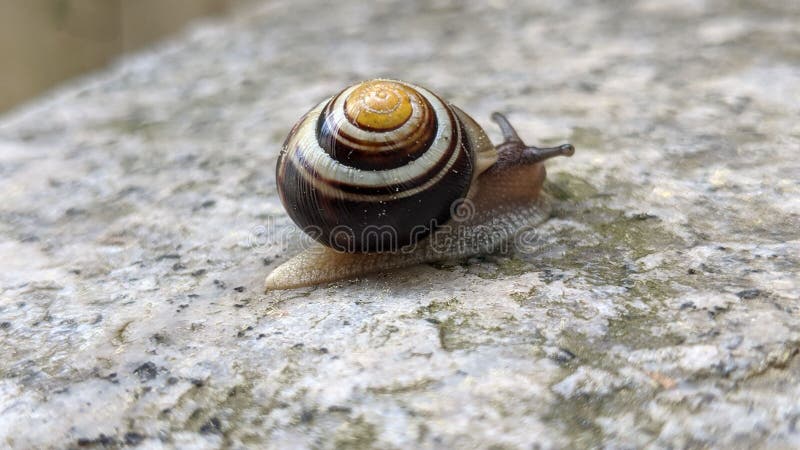 Closeup of Tiny Snail with Colorful Shell Creeping on Rough Surface ...