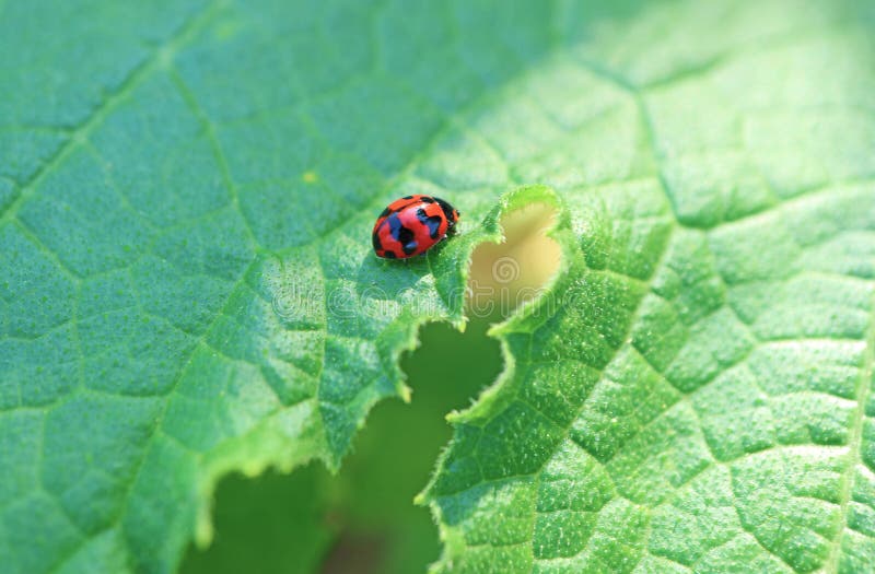 Tiny Spotted Ladybug Climbing on Zucchini Broken Stem Stock ...