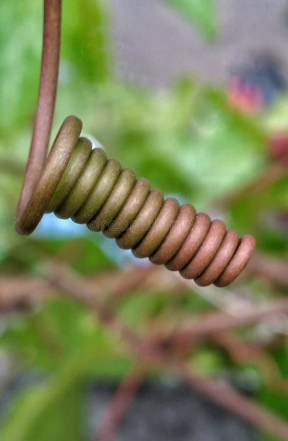 Closeup of a Tiny Strand of Passion Vine Stock Photo - Image of tiny ...