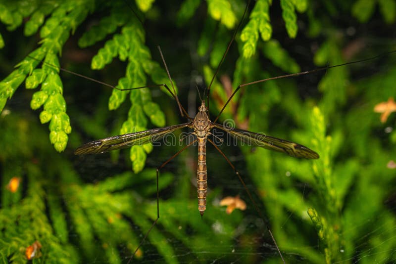 Closeup of a Tipula luna stock photo. Image of wildlife - 265372472