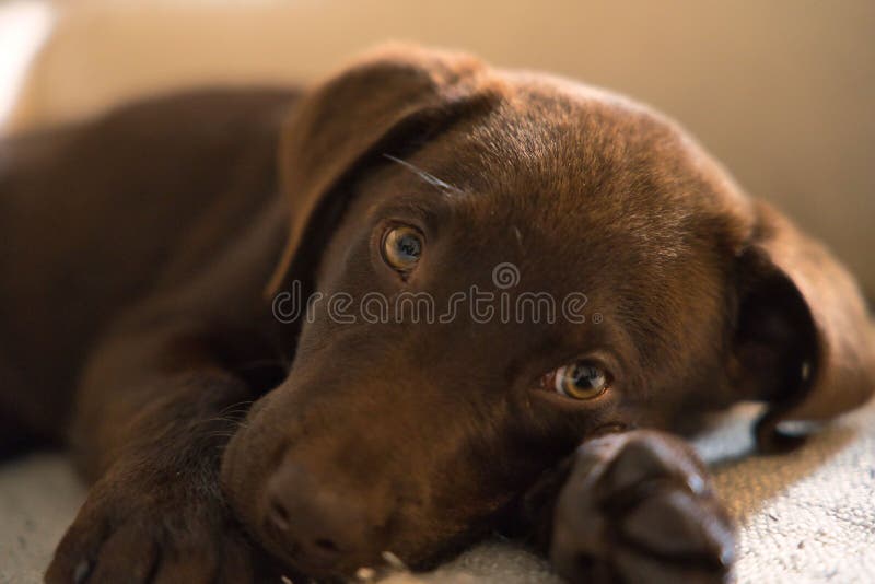 Closeup of a Tired Brown Labrador Laying Down Indoors Stock Image ...