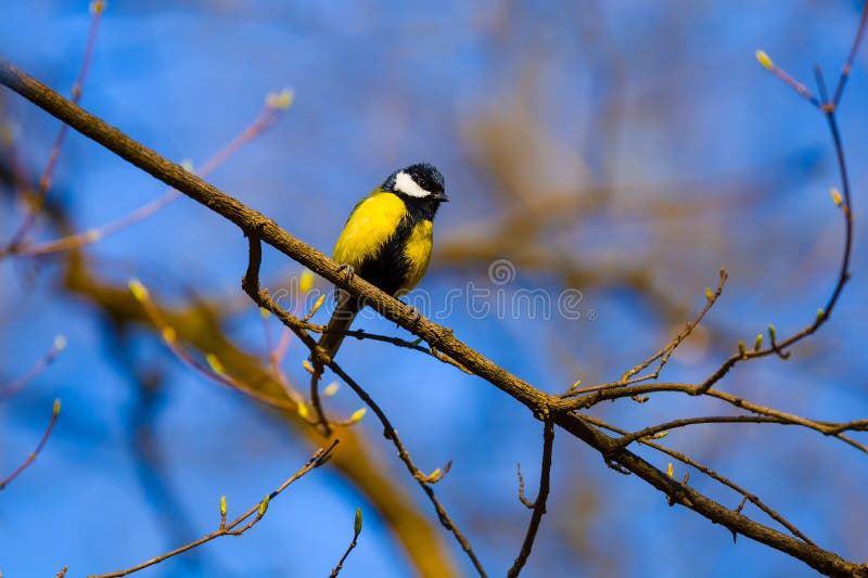 Closeup Titmouse Sit on Tree Branch Stock Image - Image of closeup ...