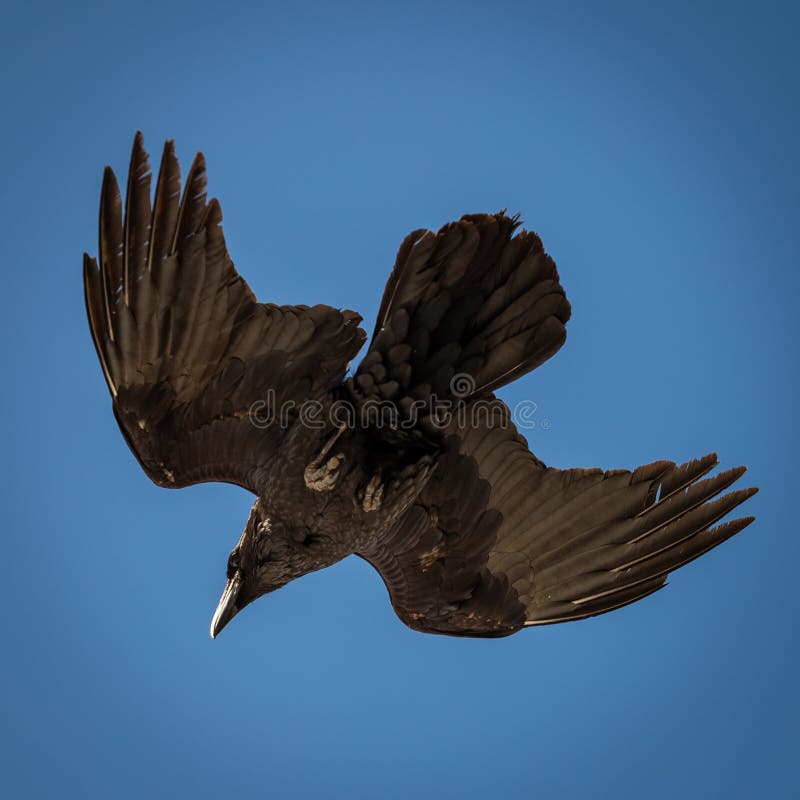 A Crow Flying Against a Blue Sky Stock Image - Image of bird ...