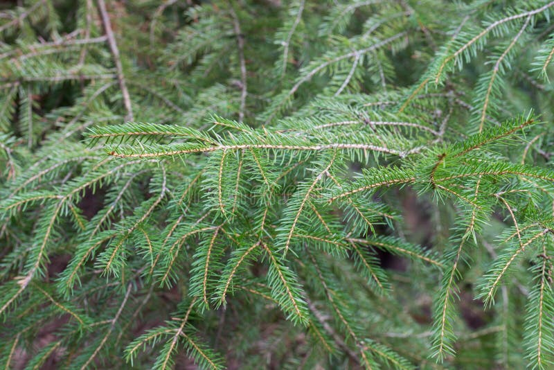 Cut pine tree stock image. Image of detail, forestry - 140226729