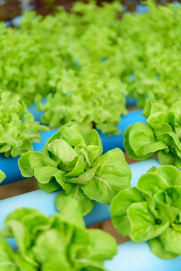 Closeup To Fresh Green Butter Head Stock Image - Image of isolated ...