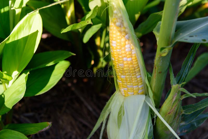 Fresh White and Yellow Corn on the Corn Tree Stock Photo - Image of ...