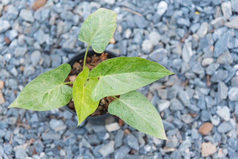 Closeup To Homalomena Cream Frost in Pot Stock Image - Image of nature ...