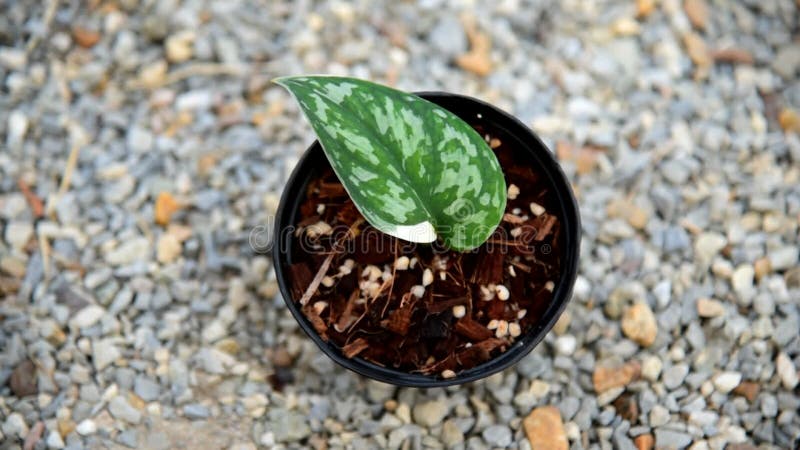 Leaf of Scindapsus Mayari in the Pot Stock Footage - Video of freshness ...
