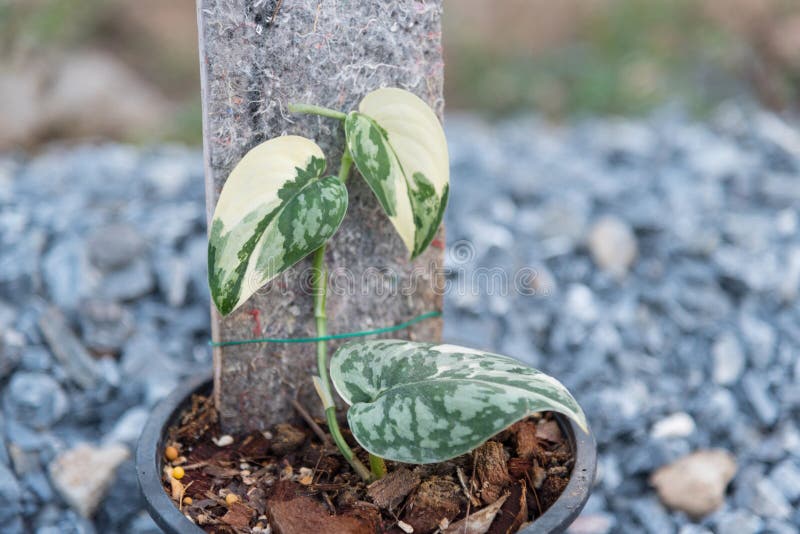 Leaf of Scindapsus Mayari in the Pot Stock Image - Image of food ...