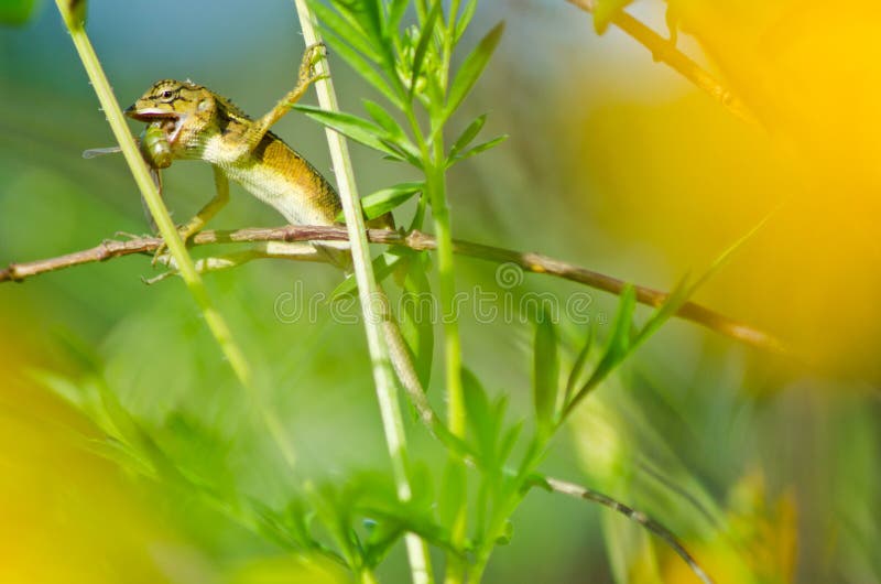 778 Lizard Eating Insect Stock Photos - Free & Royalty-Free Stock ...