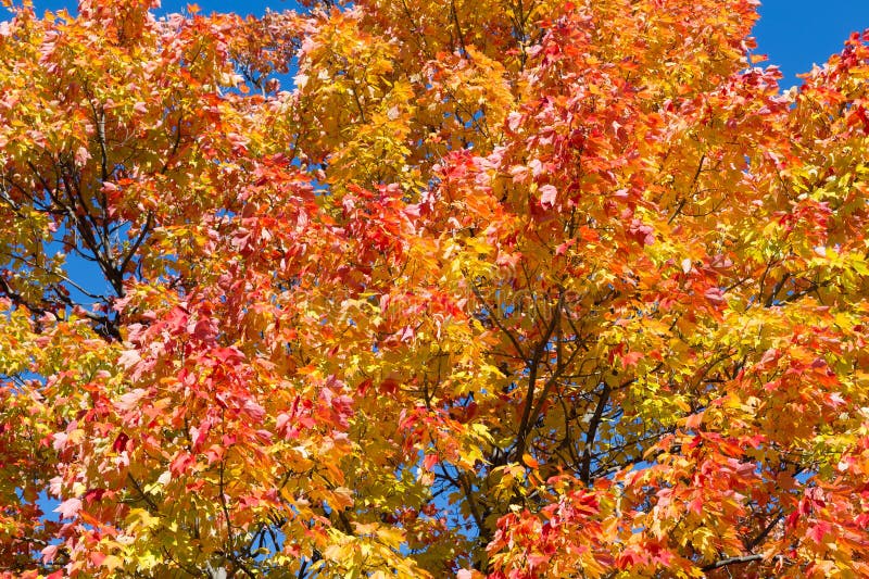 Closeup To a Maple Tree in the Fall Stock Photo - Image of angle ...