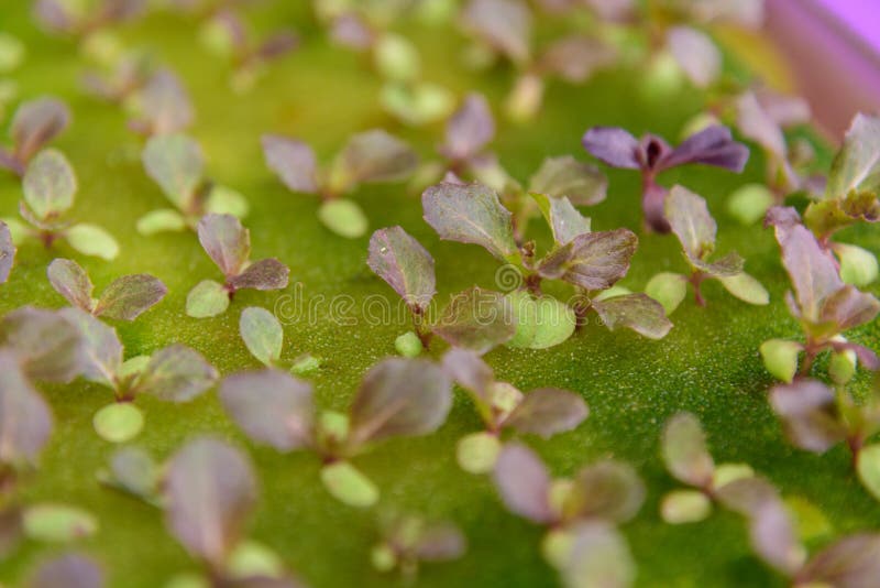 Red Oak Sapling in Nursery Tray Stock Image - Image of hydroponic ...