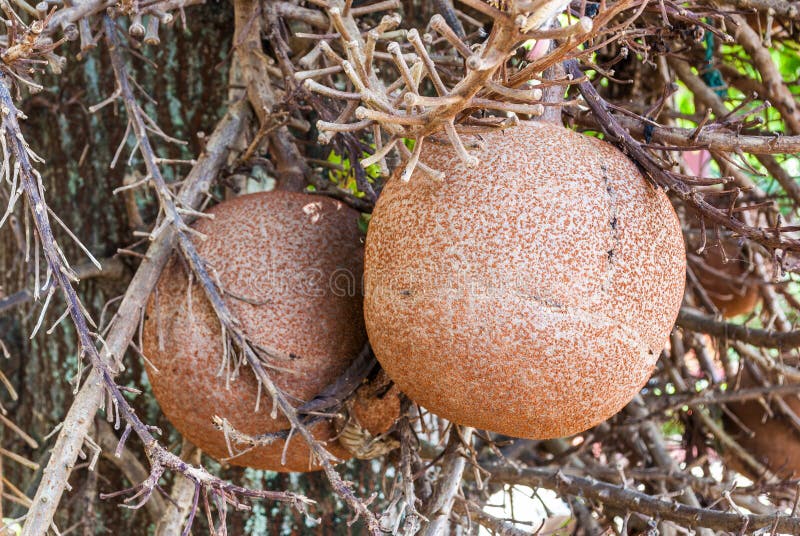 Closeup To Shala Fruit, Cannonball Tree [Shorea Robusta] Stock Photo ...
