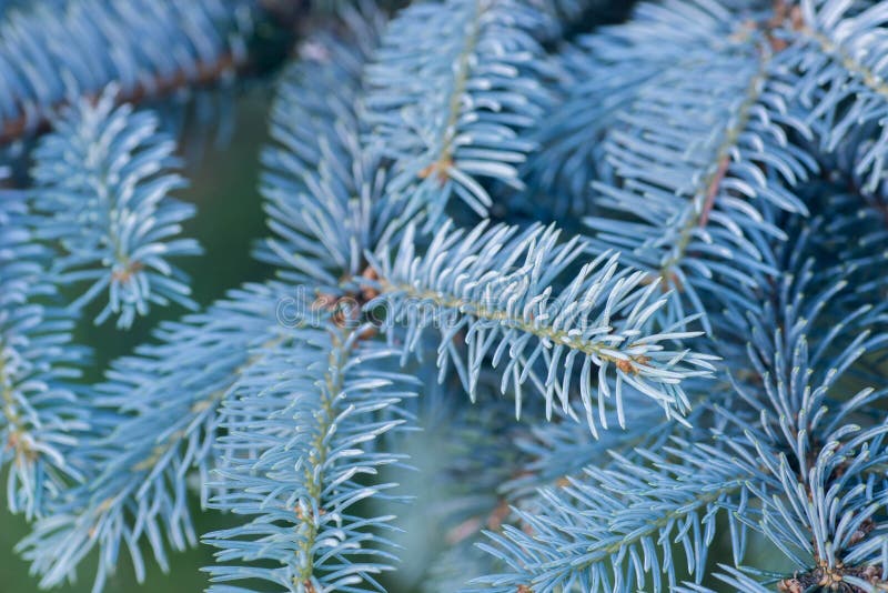 Spruce Twig Covered with Snow Stock Photo - Image of snowy, snow: 64624408