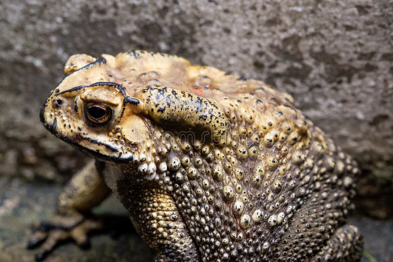 Close Up Toad Skin Texture Selective Focus Stock Image - Image of bumpy ...