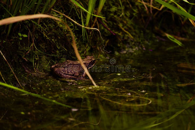 Closeup of a Toad on a Mossy Ground Next To a Lake Stock Image - Image ...