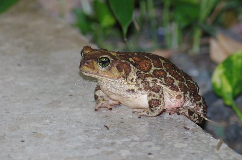 Closeup of a toad at night stock photo. Image of closeup - 84197504