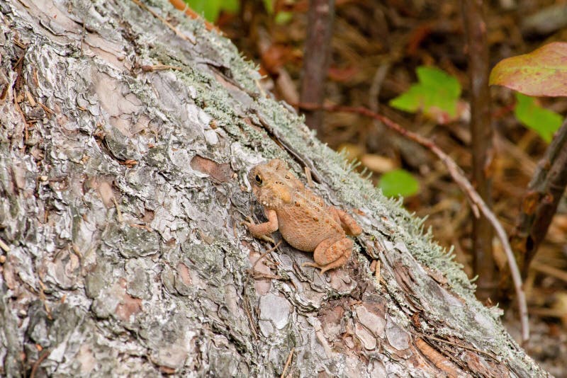 Closeup of a Toad Sitting on the Tree with Blurred Natural Background ...