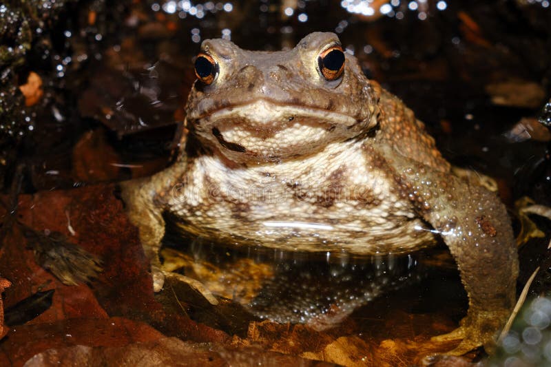 Closeup of a Toad with a Straight Face Sitting with His Half Body Under ...