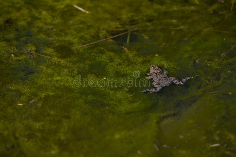 Toad Swimming in the Water and Mating Toads Under it, Bufonidae or ...