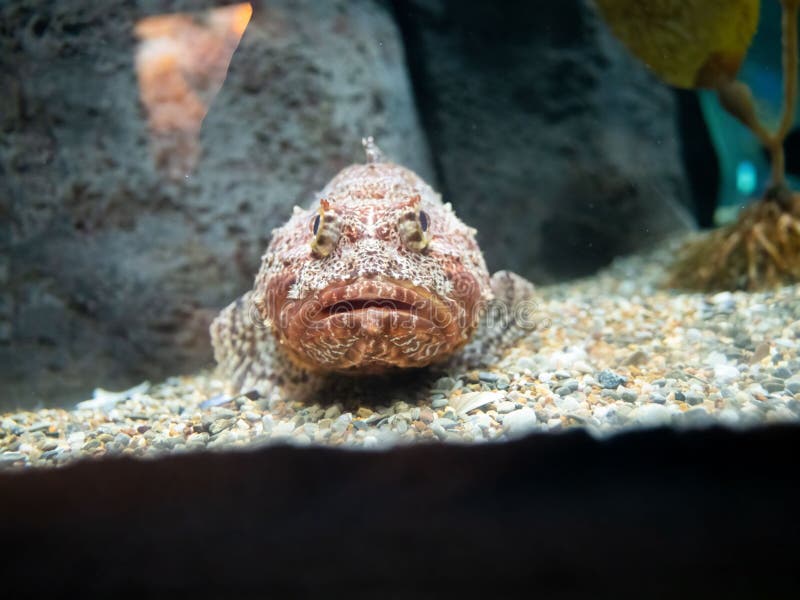 218 Toadfish Stock Photos - Free & Royalty-Free Stock Photos from ...