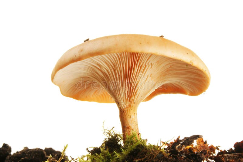 Closeup of toadstool stock photo. Image of moss, fungi - 11921312