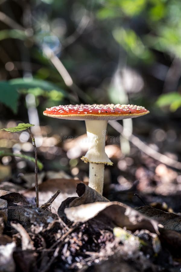 Closeup of a Toadstool in the Forest with Some Leaves on the Ground ...