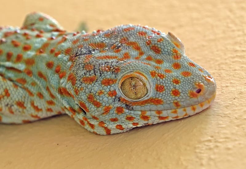 Closeup Tokay Gecko is on the Wall.Blue Gekko Gecko with Orange Spots ...