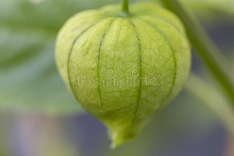 Tomatillo stock image. Image of edible, ingredient, ripe - 239929525