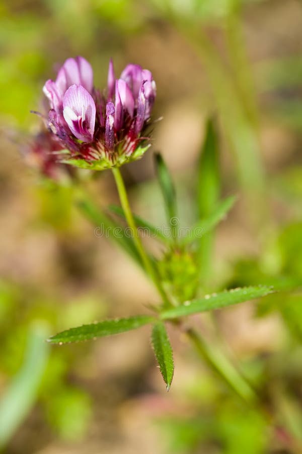 Closeup of Tomcat Clover, Trifolium Willdenovii Stock Image - Image of ...