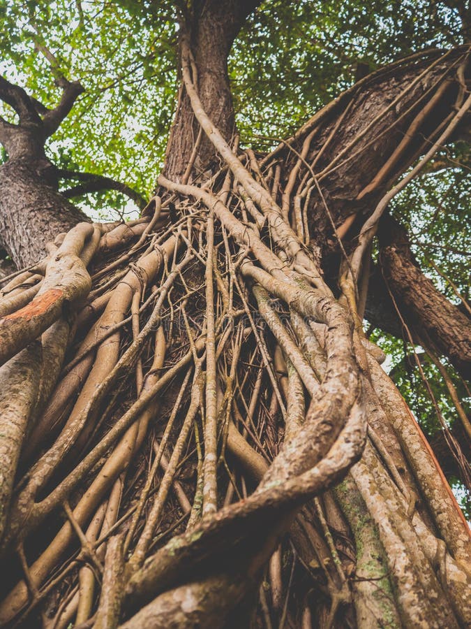 Closeup Toned Photo of Vines Weaving Old Tree in Tropical Rainforest ...