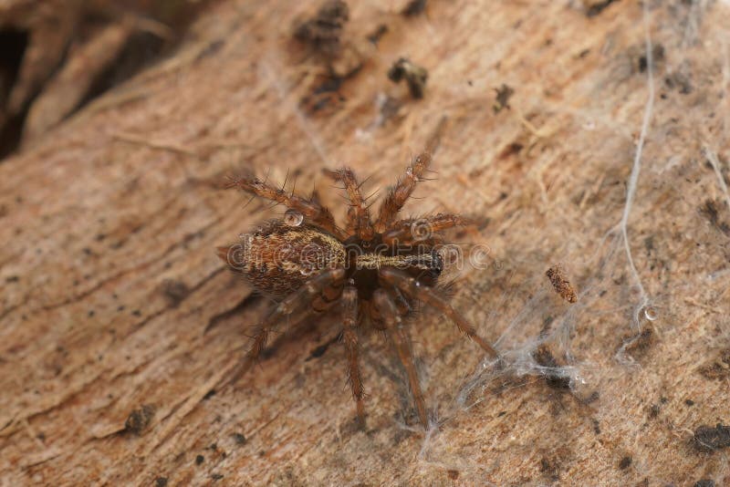 Closeup of a Tooth Weaver Spider on the Trunk of a Fallen Tree Stock ...