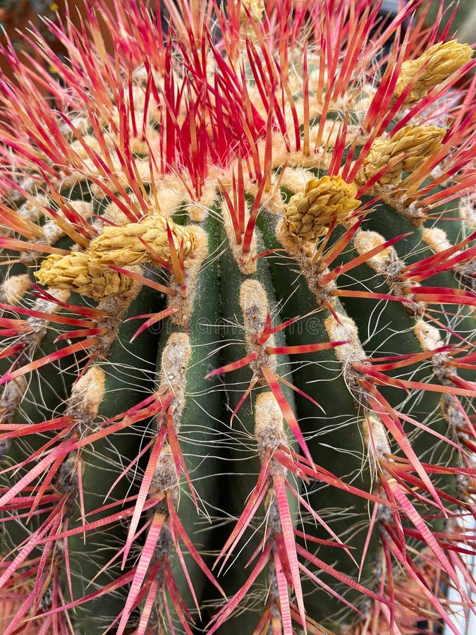 Closeup of Top Cactus Ferocactus with Red Spikes Stock Image - Image of ...
