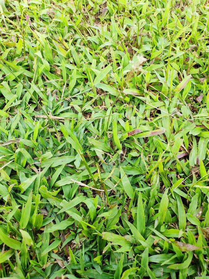 Closeup Top View of the Grasses in the Field Deep Green in Color. Stock ...