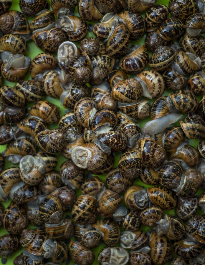Closeup Top View of Live Snails. Stock Photo - Image of gris, snails ...