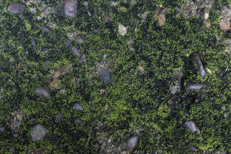 Closeup Top View of a Rock Surface Stock Photo - Image of holes, black ...