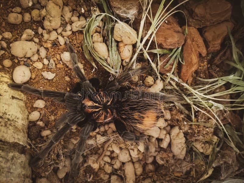 Closeup Top View of a Tarantula Stock Photo - Image of wild, skin ...
