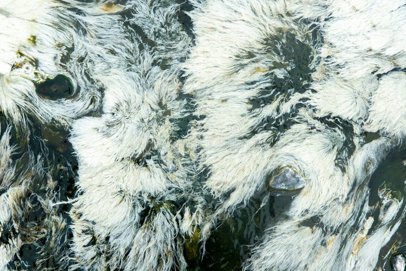 Closeup Top View White Algae on Hot Springs Stock Image - Image of ...