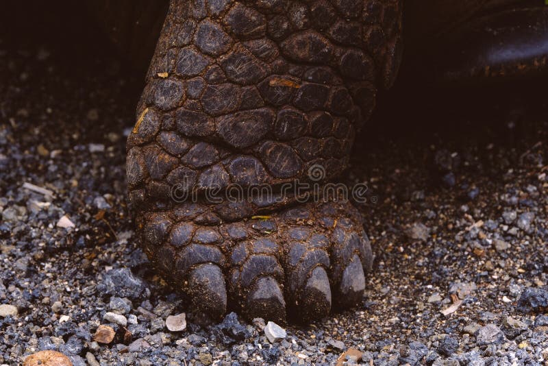 Closeup of a Tortoise Feet on the Ground with Sharp Nails Stock Image ...