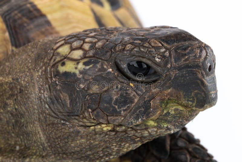 Tortoise head stock image. Image of scales, tortoiseshell - 3563