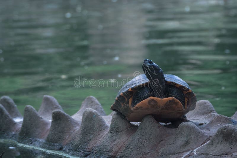 Closeup of a Tortoise on a Rocky Spiky Surface Against Water, Looking ...