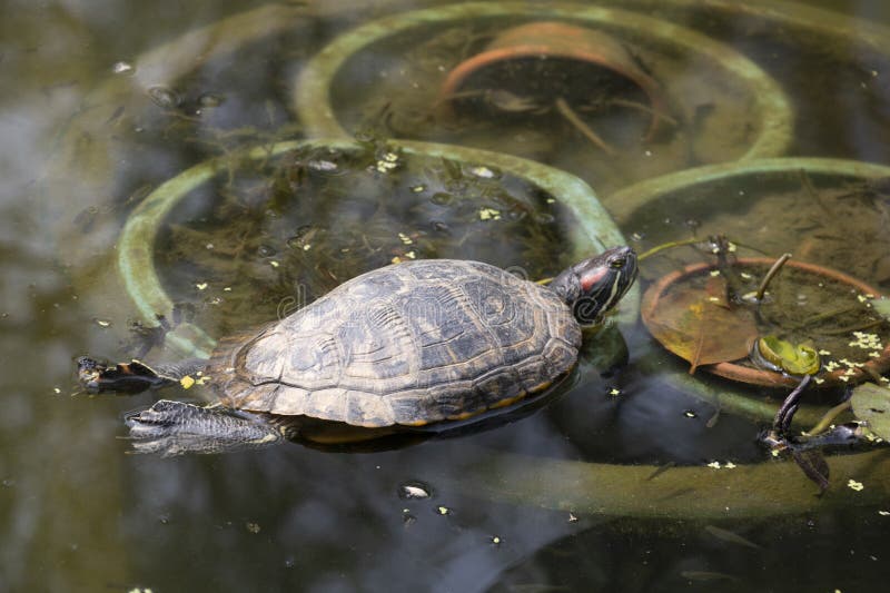 Closeup of a Trachemys Scripta Elegans or Red Ear Slider in Water Stock ...