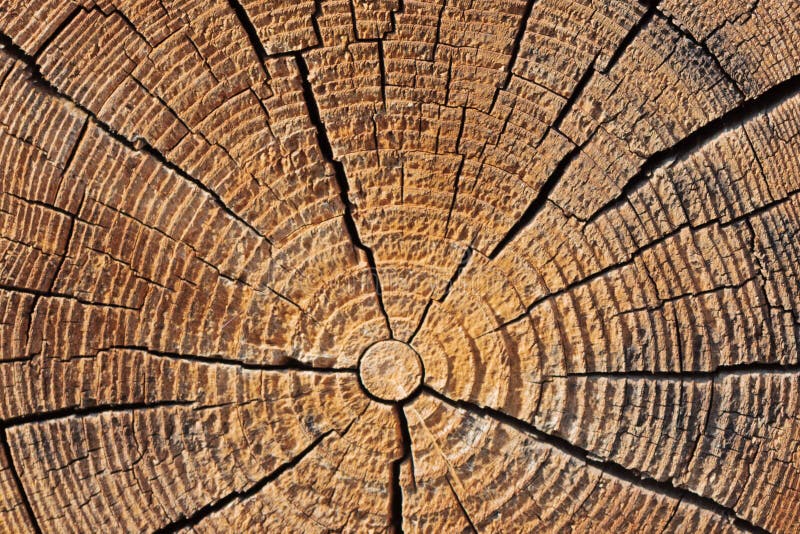 Closeup of Transect of Round Log with Coils and Cracks Stock Photo ...