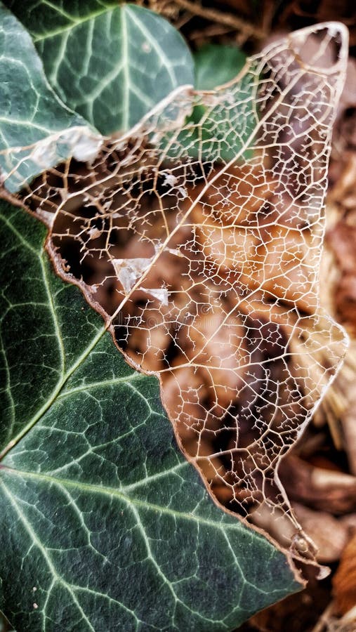 Closeup of a Transparent Leaf in a Garden Stock Photo - Image of brown ...